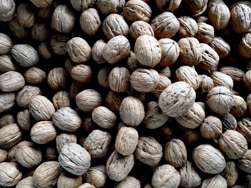 Walnut Cultivation in South Africa: Create a Passive Income Stream Walnut Cultivation in South Africa: Create a Passive Income Stream
